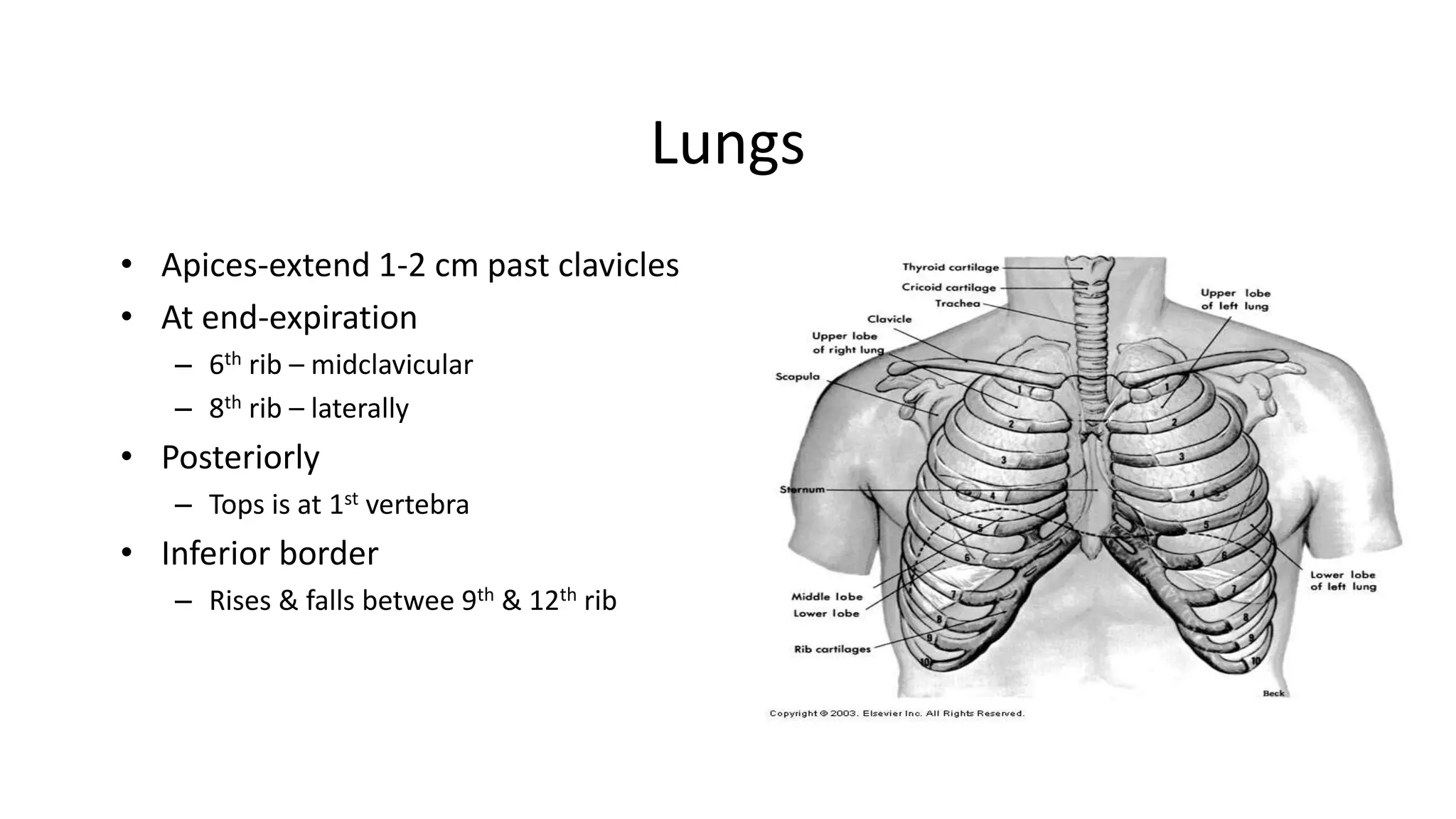 Topographical Anatomy of the Thorax | PPTX