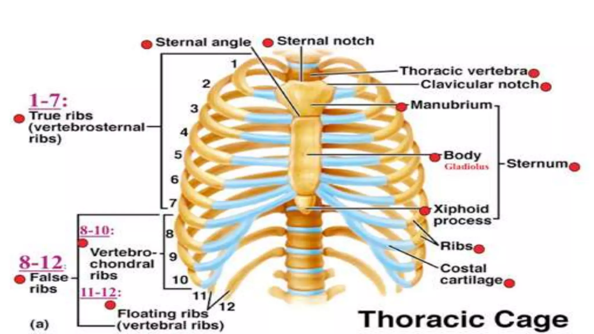 Topographical Anatomy of the Thorax | PPTX