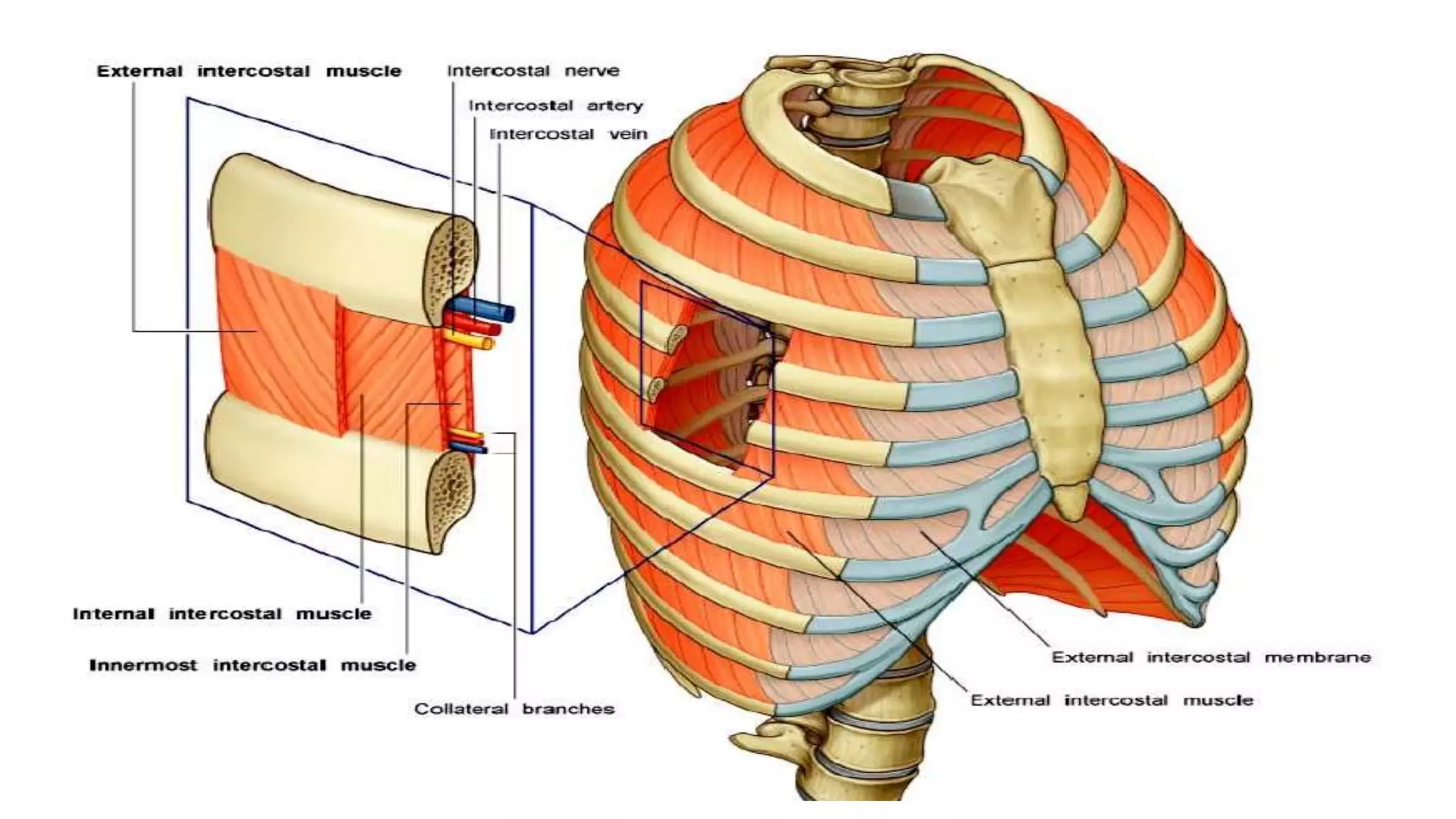 Topographical Anatomy of the Thorax | PPTX