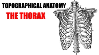 Topographical Anatomy of the Thorax | PPTX