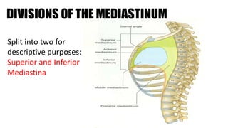 Topographical Anatomy of the Thorax | PPTX