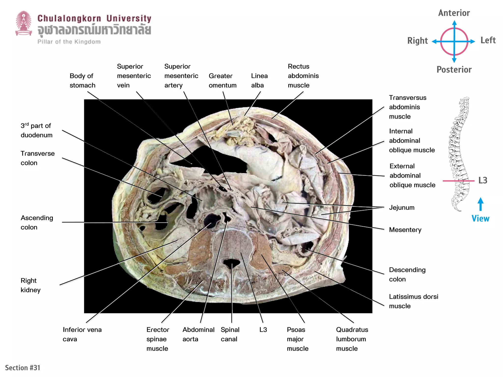 Topographic anatomy of abdomen | PDF