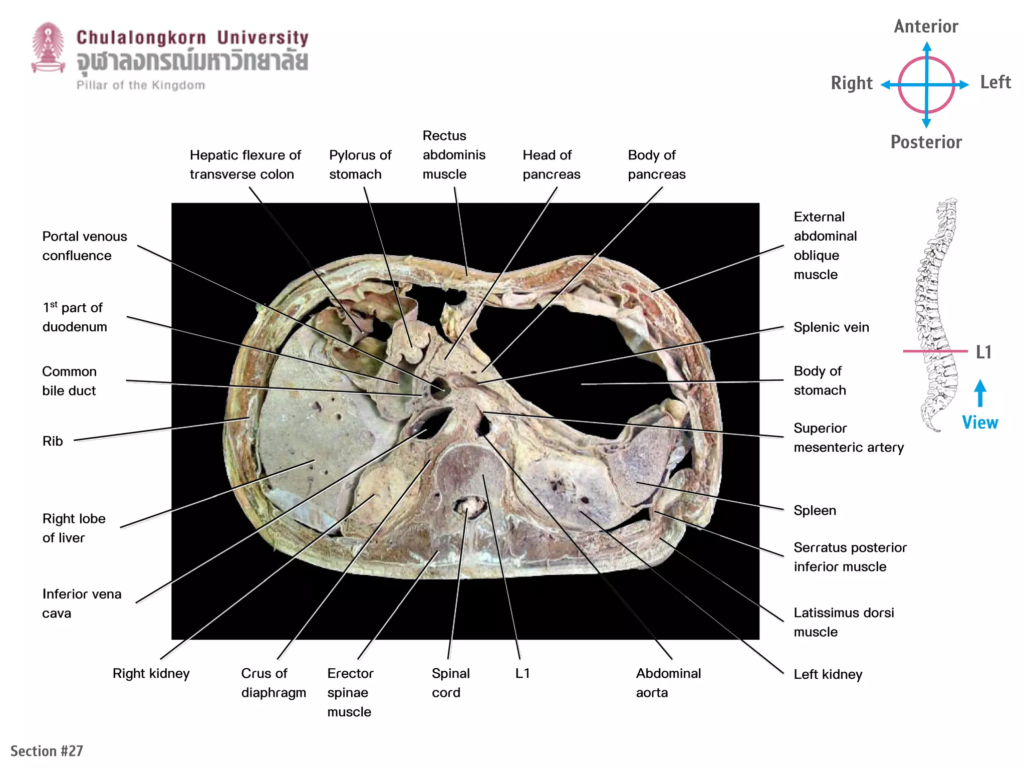 Topographic anatomy of abdomen | PDF