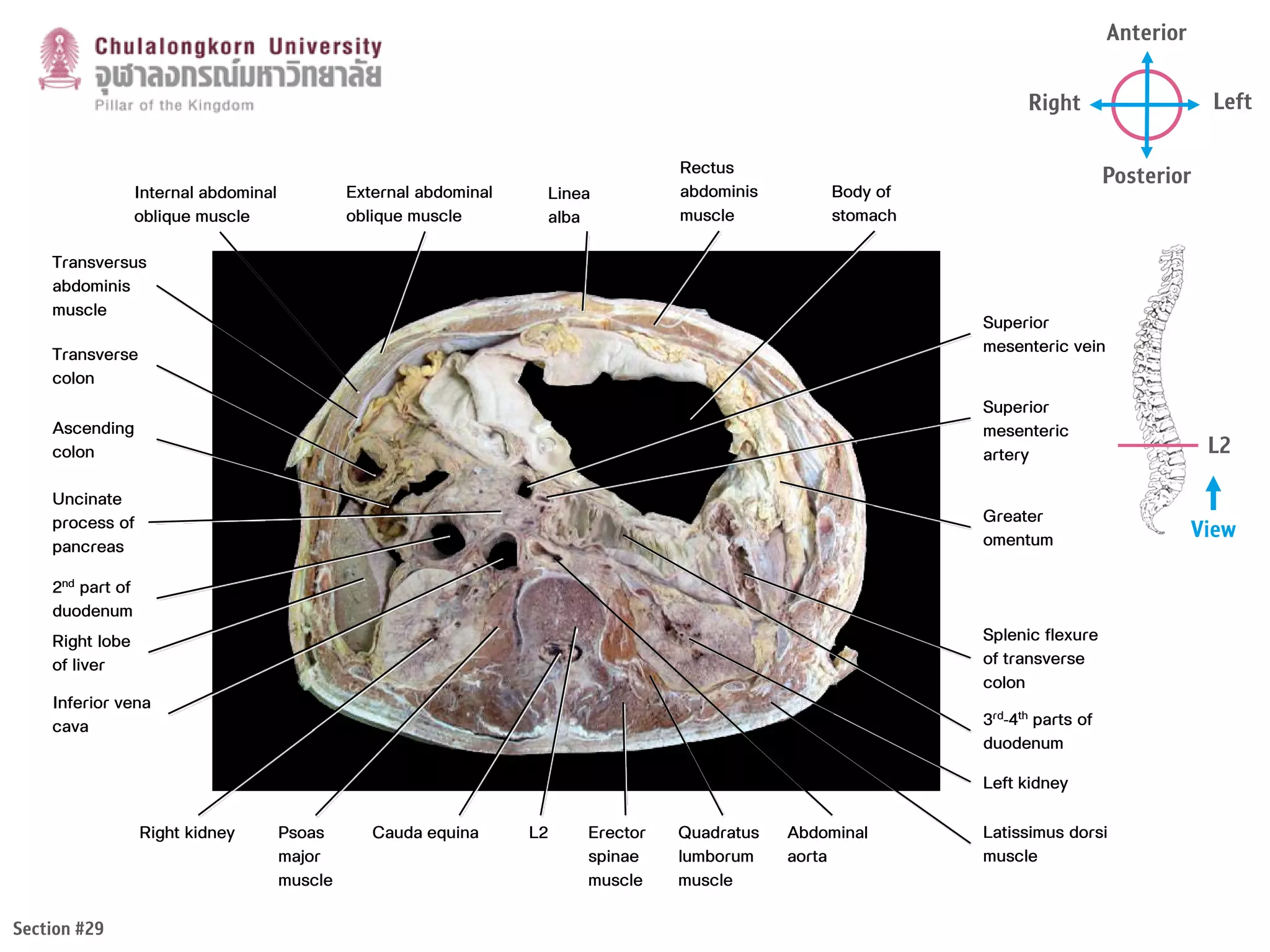 Topographic anatomy of abdomen | PDF