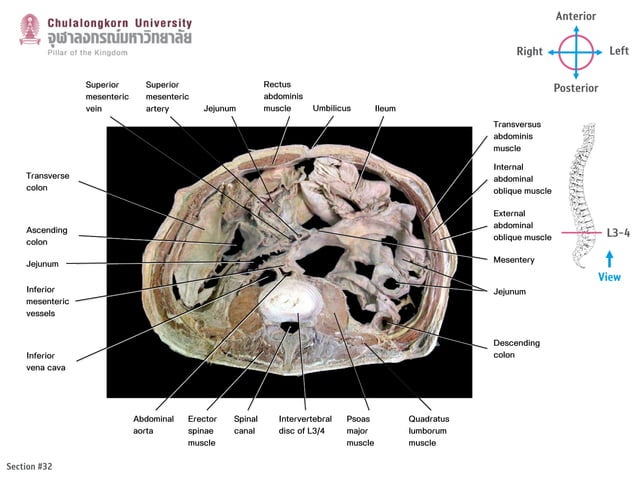 Topographic anatomy of abdomen | PDF