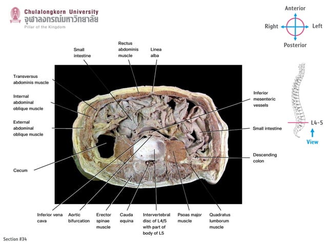 Topographic anatomy of abdomen | PDF