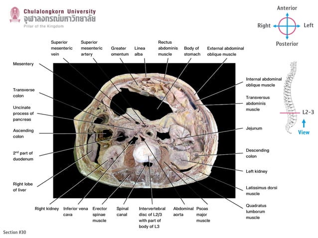 Topographic anatomy of abdomen | PDF