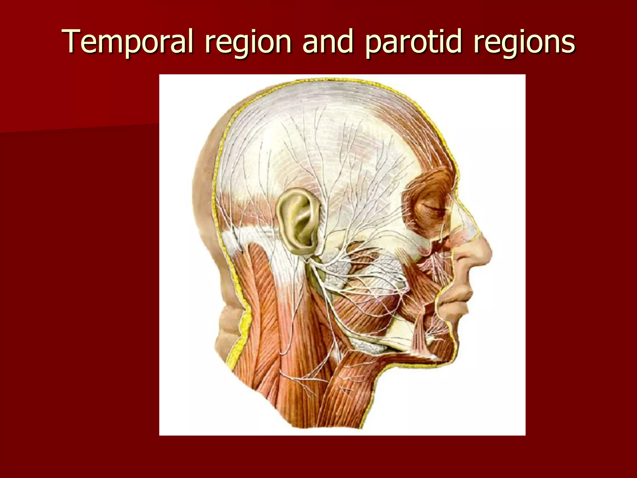 Topographic anatomy and operative surgery of head deepak pawar | PPT