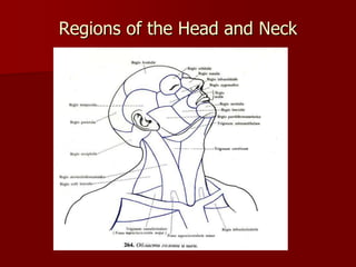 Topographic anatomy and operative surgery of head deepak pawar | PPT