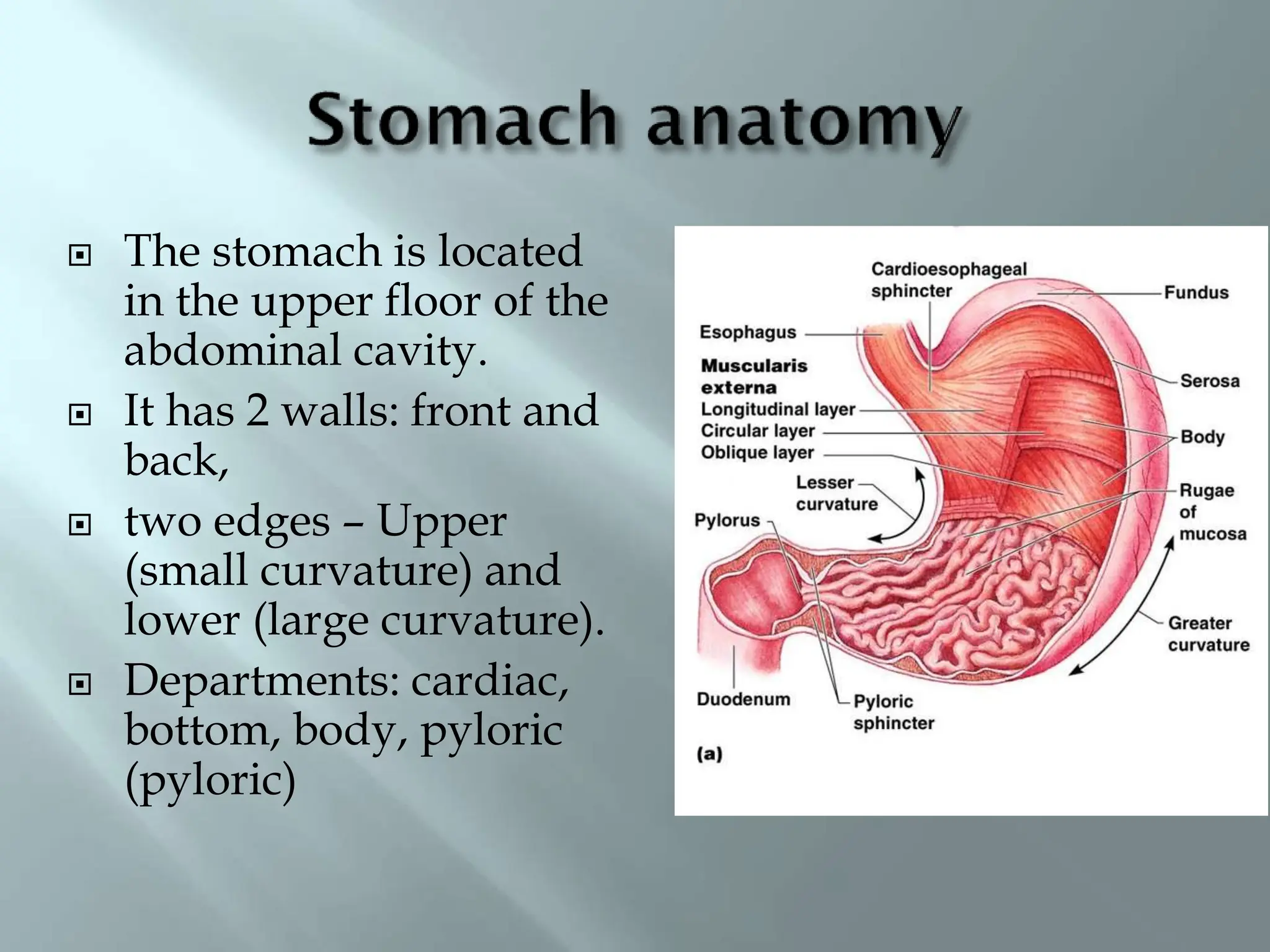 Topographic anatomy and operative surgery of the stomach.pdf