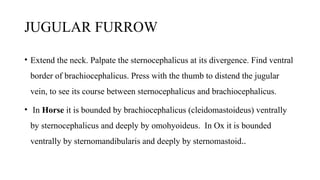 TOPOGRAPHIC ANATOMY OF ABDOMINAL ORGANS.pptx