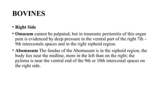 TOPOGRAPHIC ANATOMY OF ABDOMINAL ORGANS.pptx