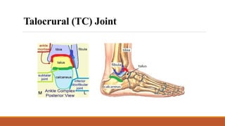 Topographic Anatomy of the Ankle and foot, arches of foot. Dr Musawir ...