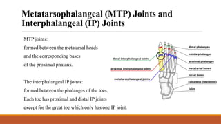 Topographic Anatomy of the Ankle and foot, arches of foot. Dr Musawir ...