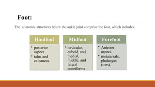 Topographic Anatomy of the Ankle and foot, arches of foot. Dr Musawir ...