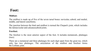 Topographic Anatomy of the Ankle and foot, arches of foot. Dr Musawir ...