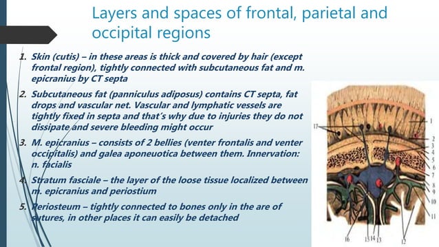 Topographic anatomy of the brain and brain part of the skull | PPTX