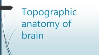 Topographic anatomy of the brain and brain part of the skull | PPTX