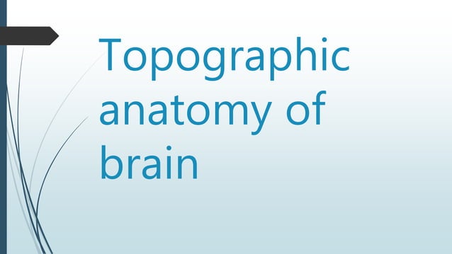 Topographic anatomy of the brain and brain part of the skull | PPTX