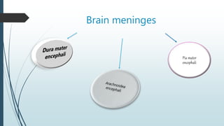 Topographic anatomy of the brain and brain part of the skull | PPTX