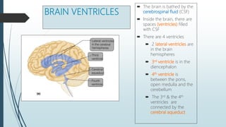 Topographic anatomy of the brain and brain part of the skull | PPTX