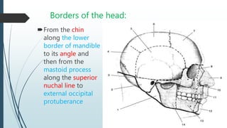 Topographic anatomy of the brain and brain part of the skull | PPTX