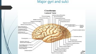 Topographic anatomy of the brain and brain part of the skull | PPTX