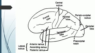 Topographic anatomy of the brain and brain part of the skull | PPTX