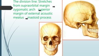 Topographic anatomy of the brain and brain part of the skull | PPTX