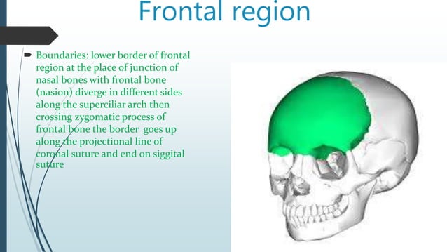 Topographic anatomy of the brain and brain part of the skull | PPTX