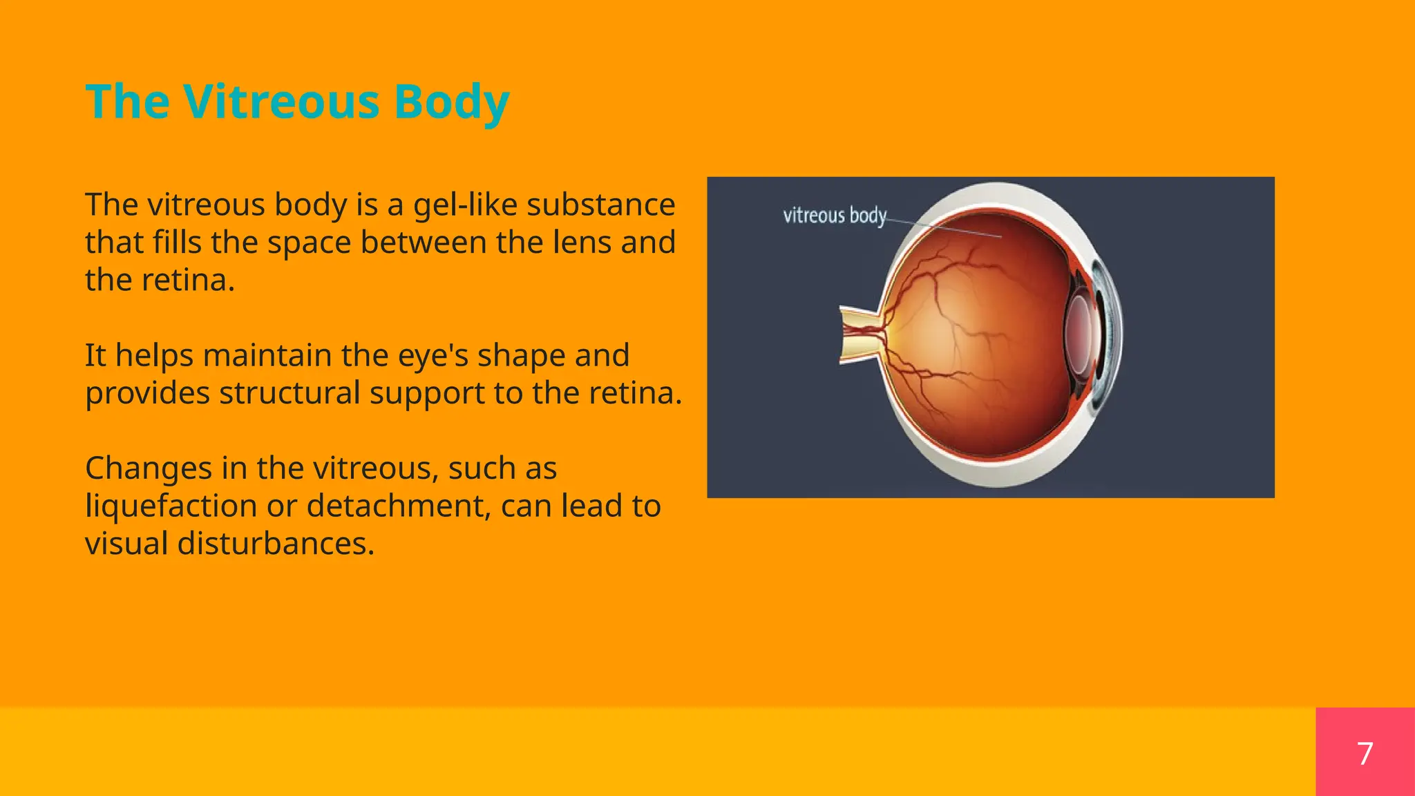 Topographic Anatomy Of The Organ Of Vision (1).pptx