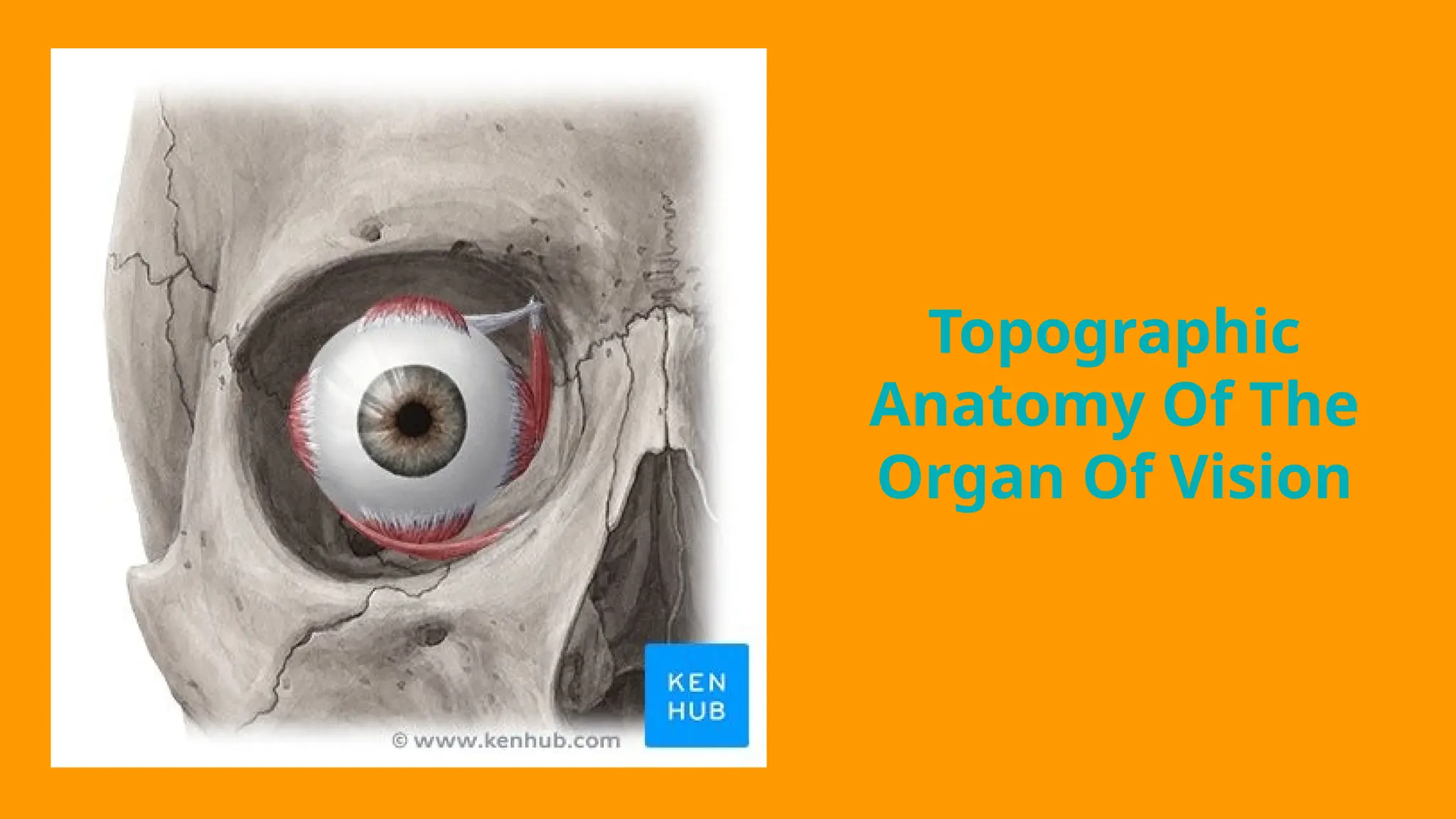 Topographic Anatomy Of The Organ Of Vision (1).pptx