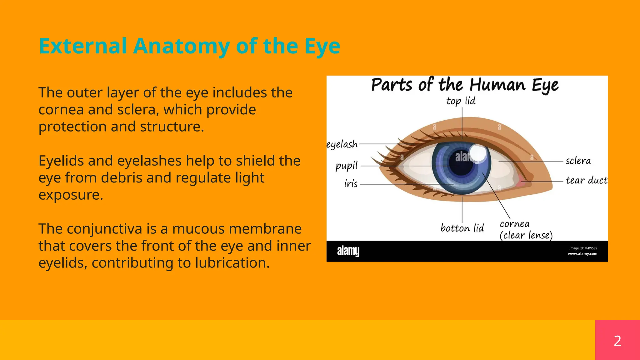 Topographic Anatomy Of The Organ Of Vision (1).pptx