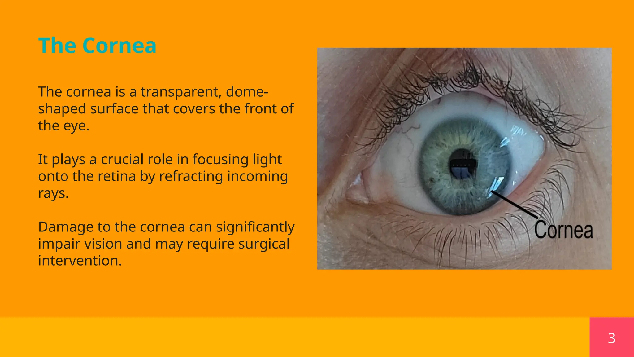 Topographic Anatomy Of The Organ Of Vision (1).pptx