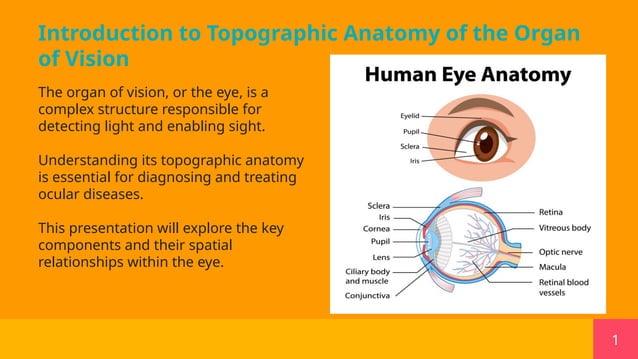 Topographic Anatomy Of The Organ Of Vision (1).pptx
