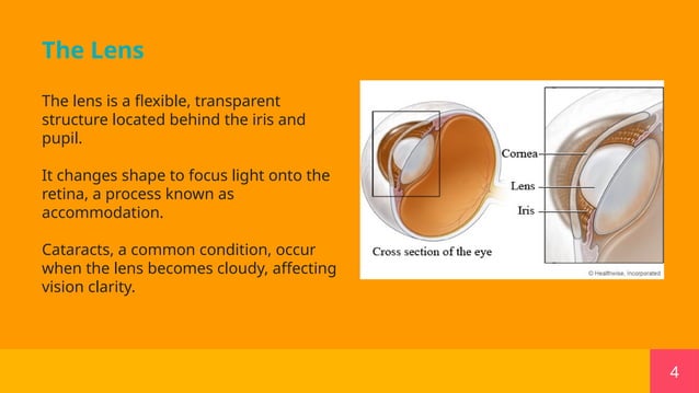 Topographic Anatomy Of The Organ Of Vision (1).pptx