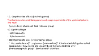 Topographic anatomy of upper back.pptx