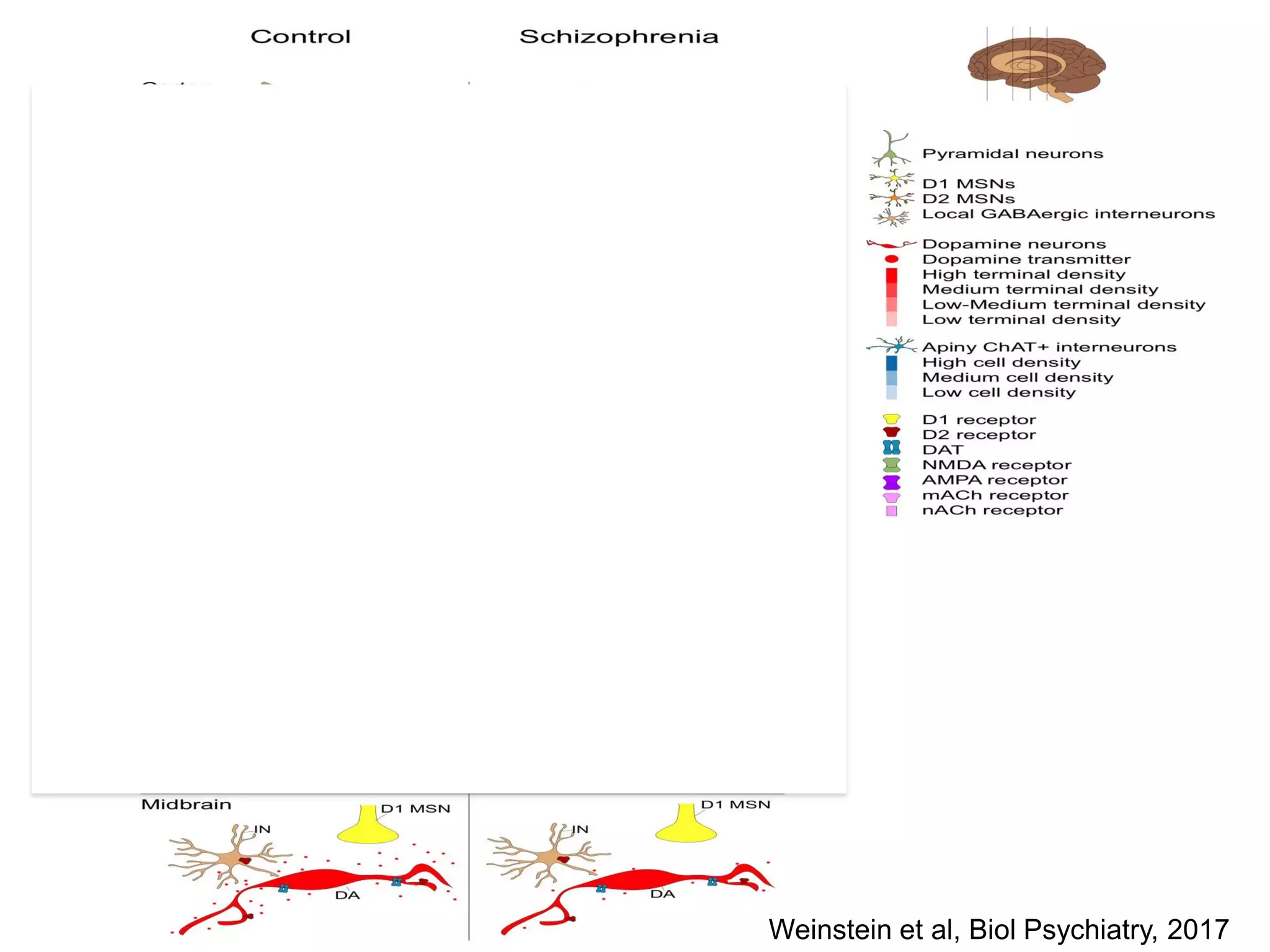 Topography and functional significance of the dopaminesgic dysfunction ...