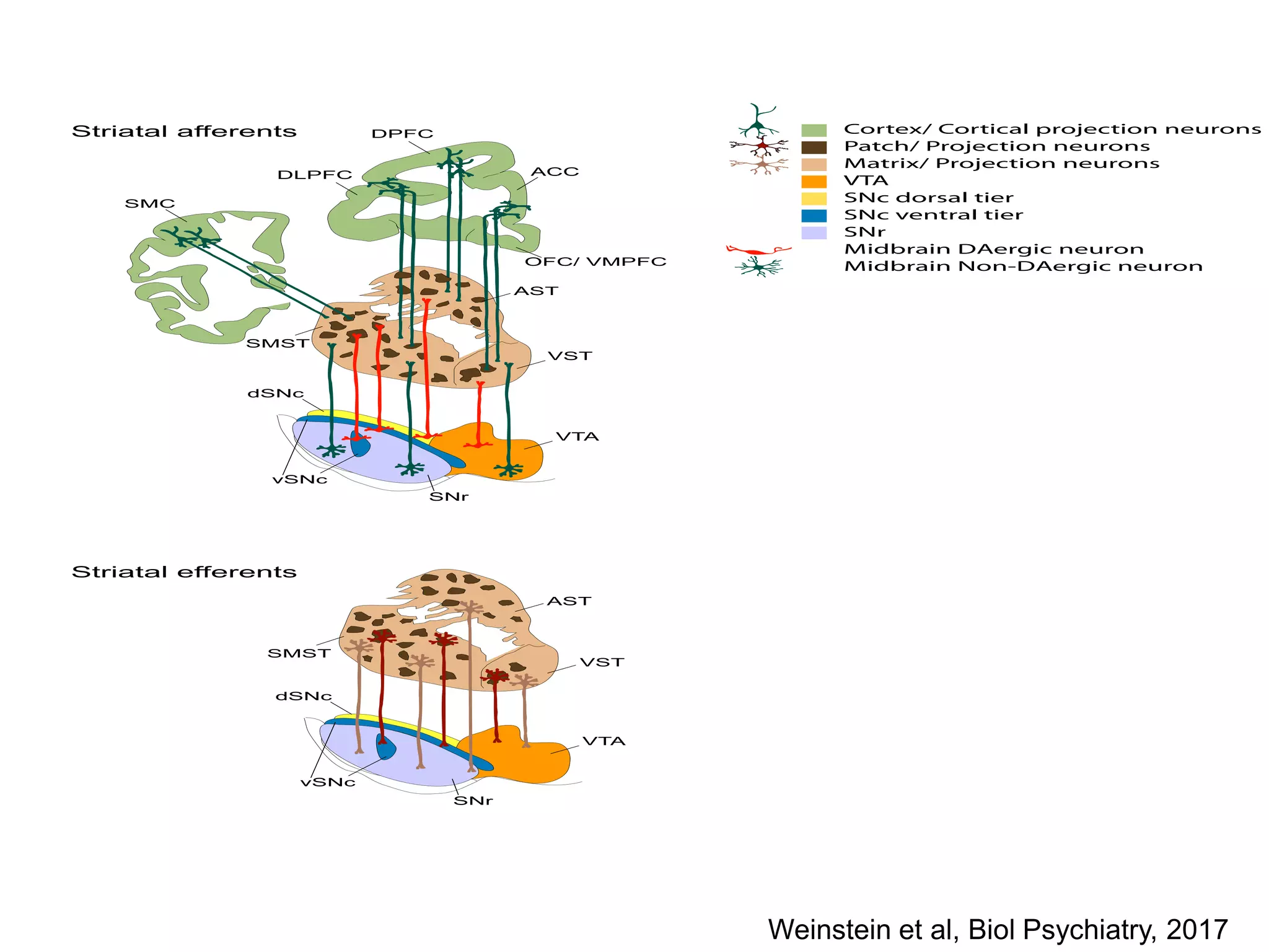 Topography and functional significance of the dopaminesgic dysfunction ...