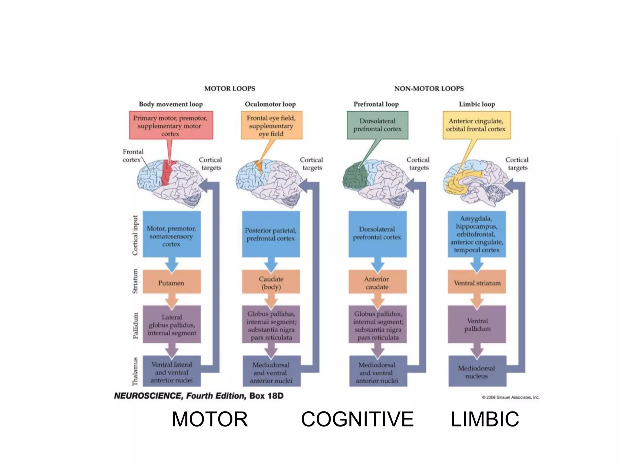 Topography and functional significance of the dopaminesgic dysfunction ...
