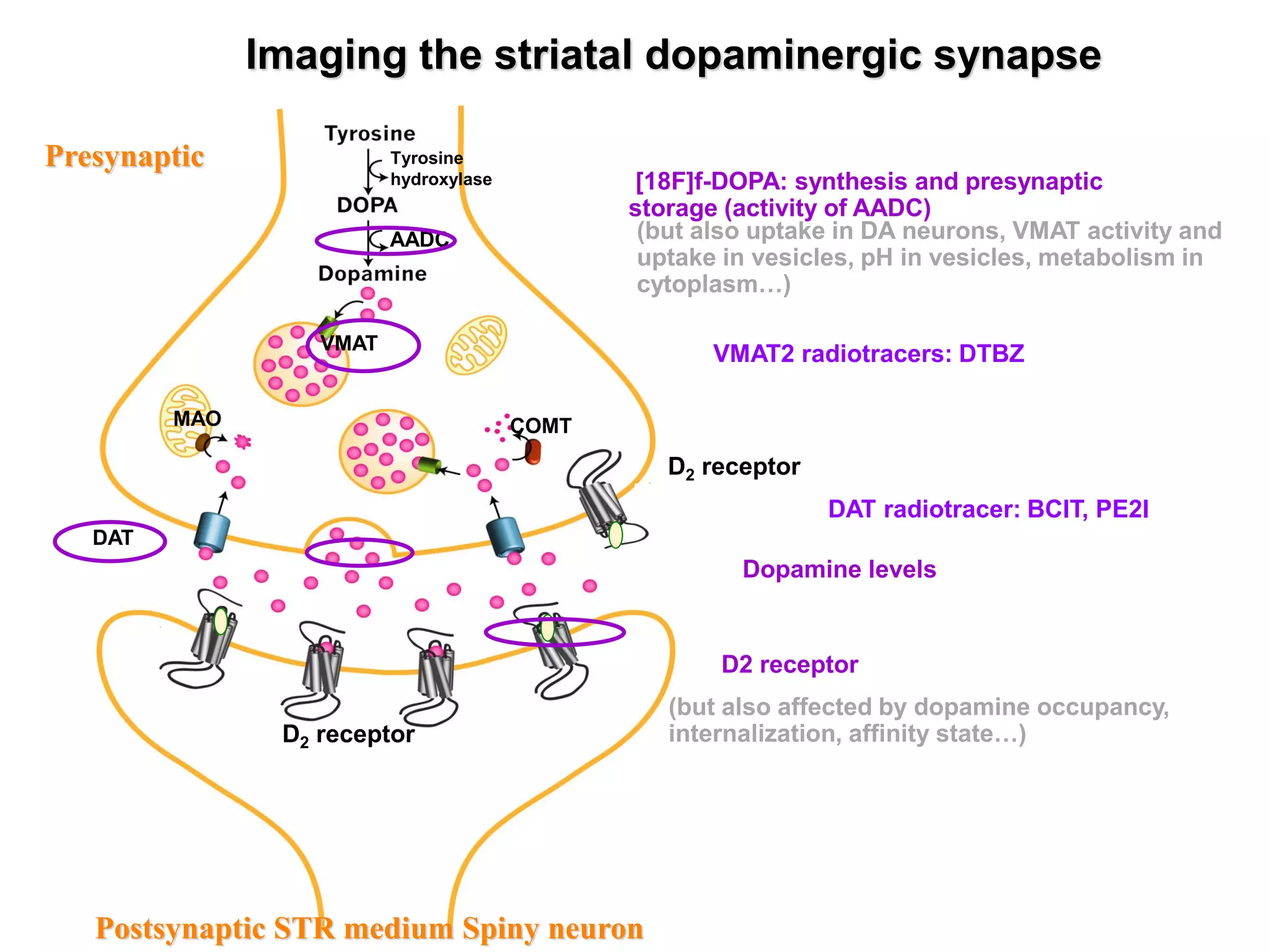 Topography and functional significance of the dopaminesgic dysfunction ...