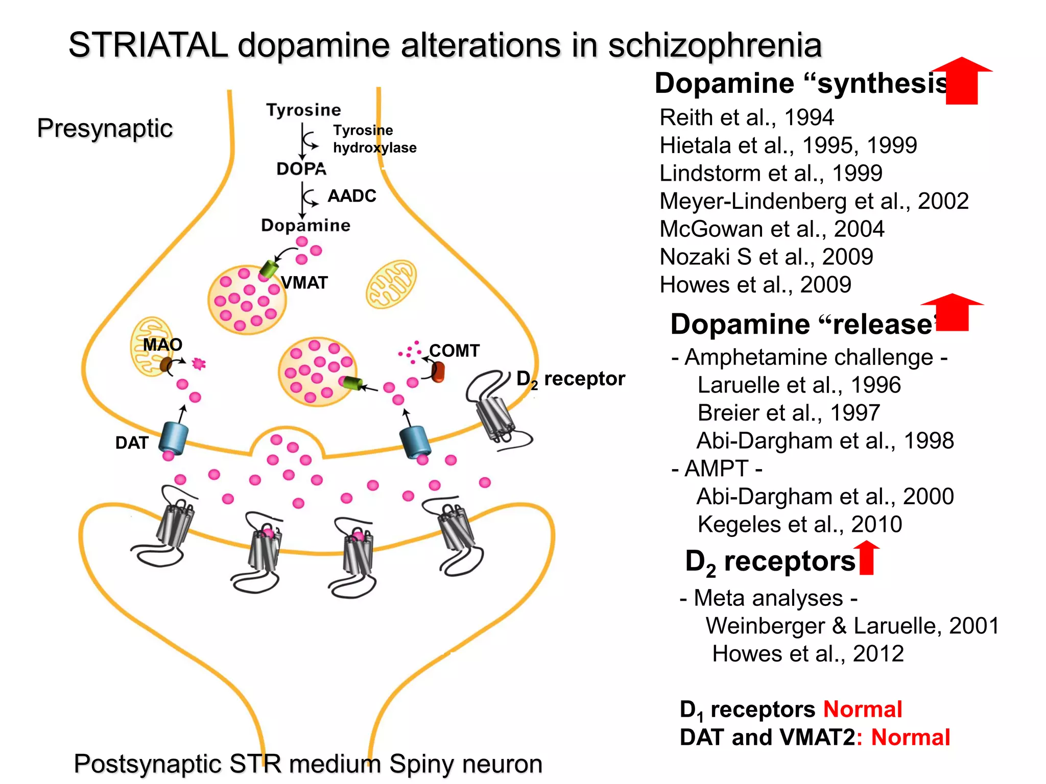 Topography and functional significance of the dopaminesgic dysfunction ...