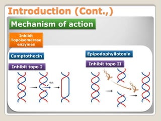 Topoisomerase inhibitors | PPTX