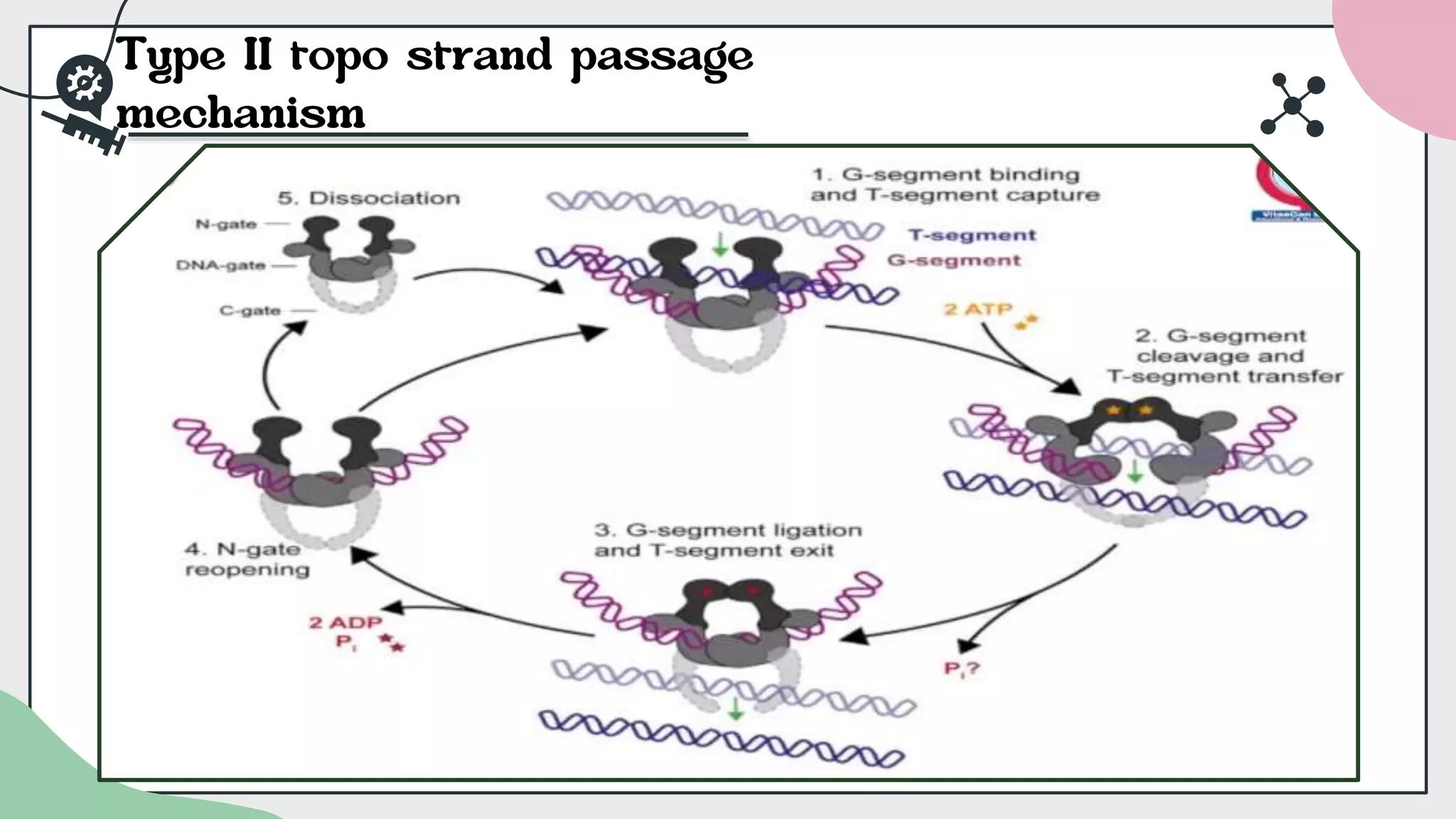 topoisomerasenew1.pptx
