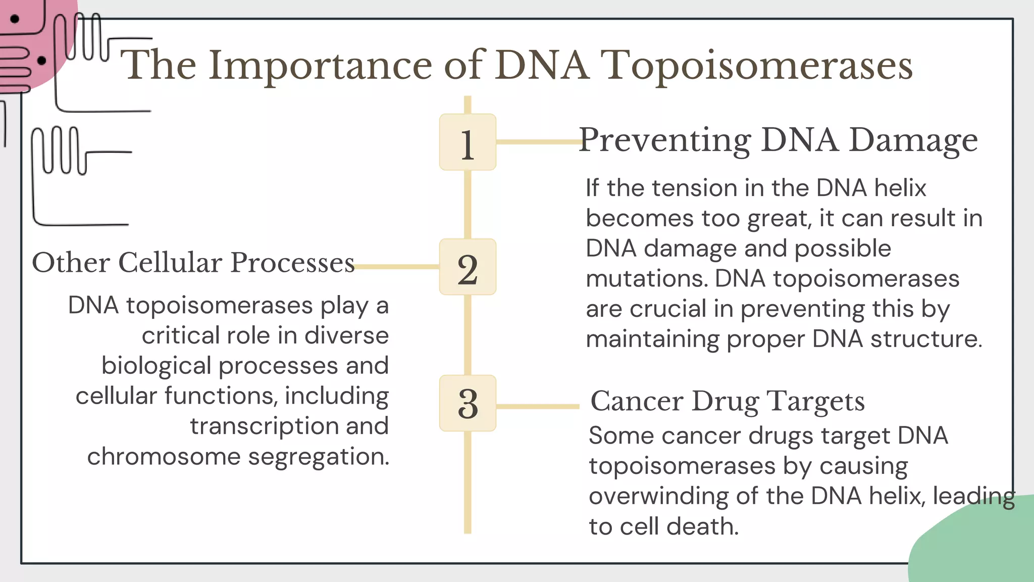 topoisomerasenew1.pptx