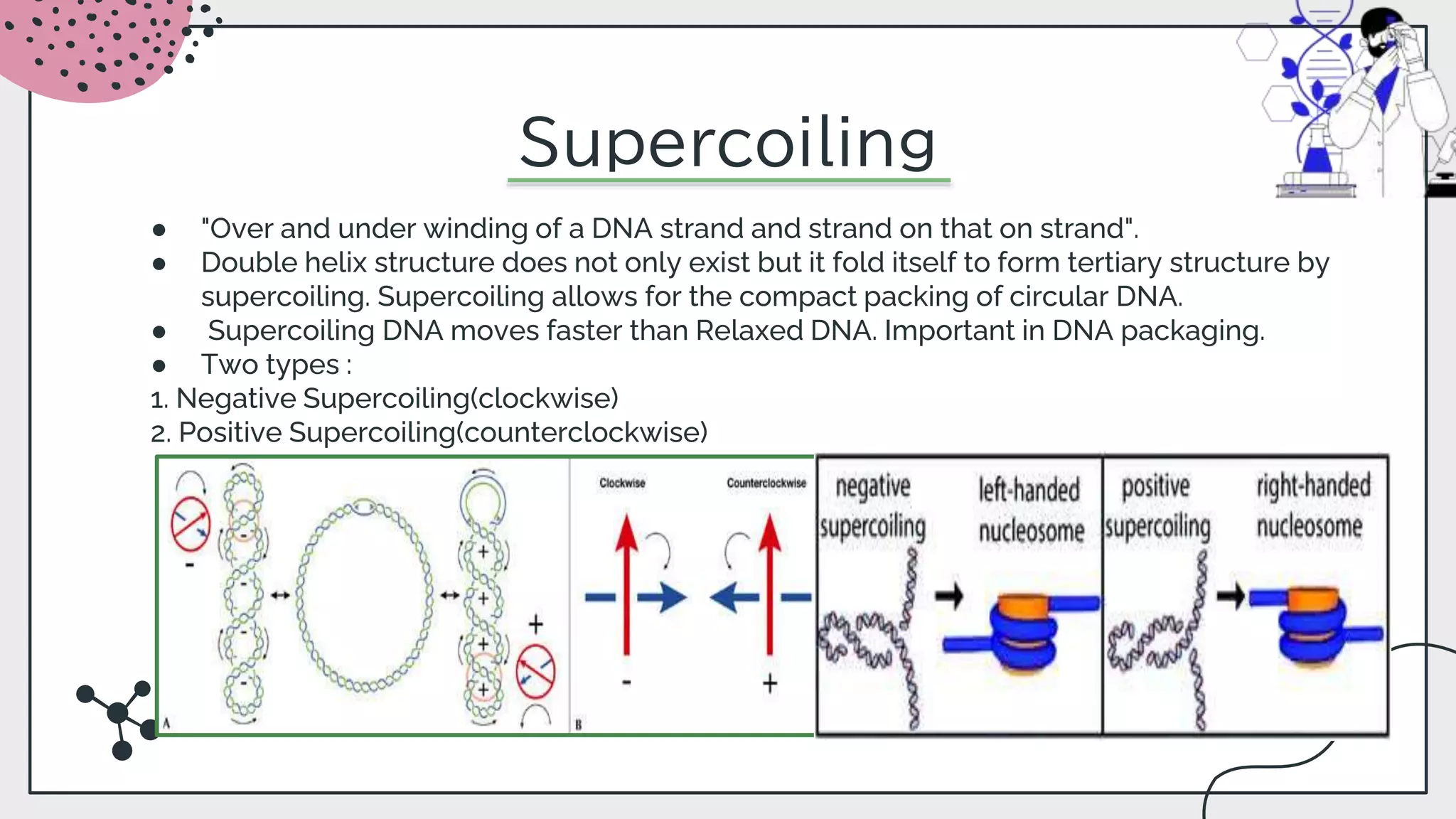topoisomerasenew1.pptx