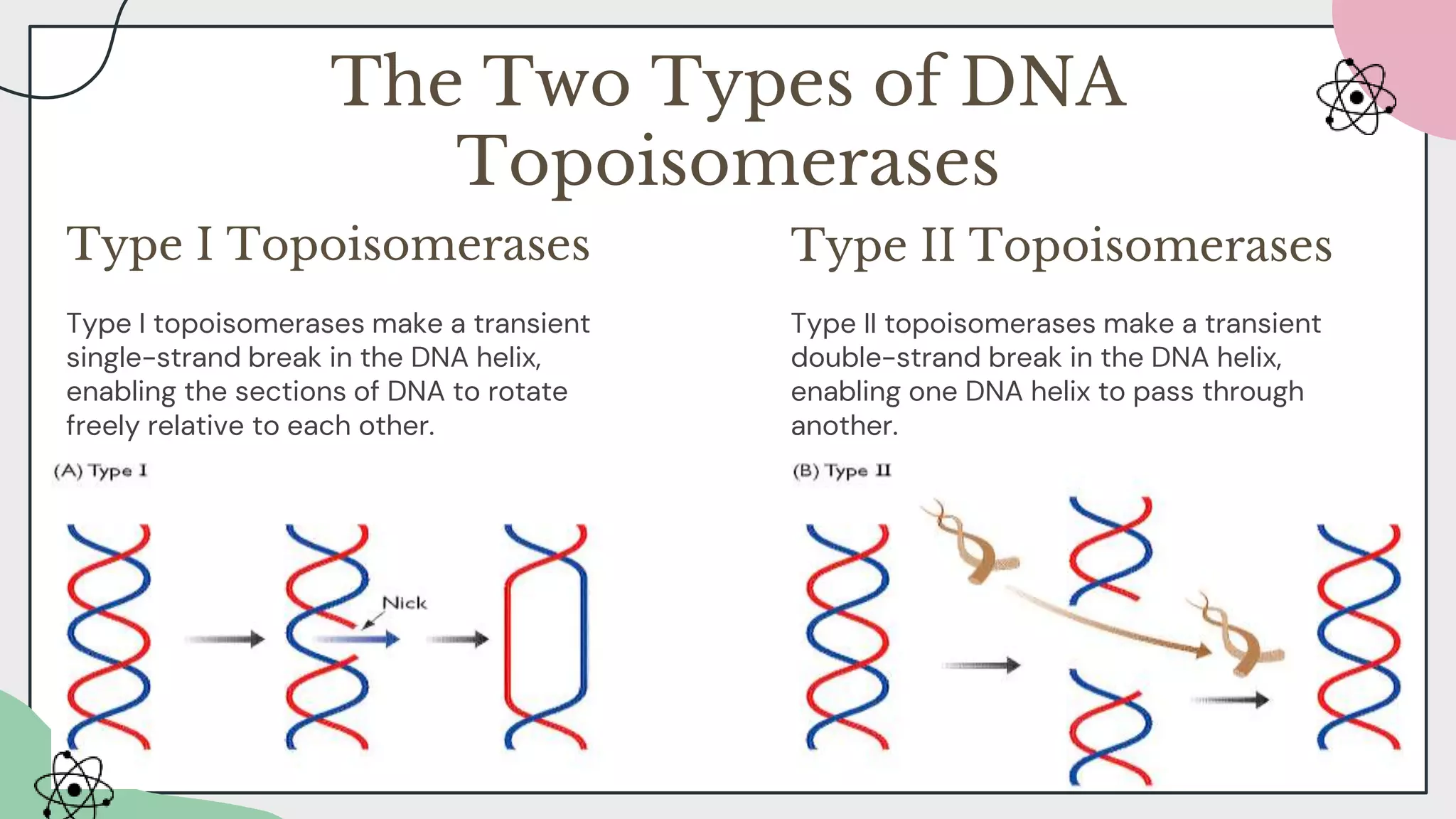 topoisomerasenew1.pptx