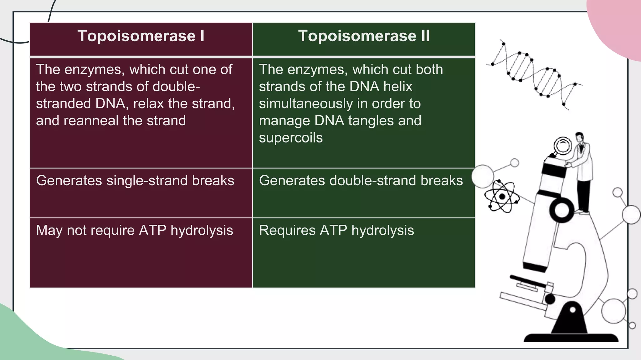 topoisomerasenew1.pptx