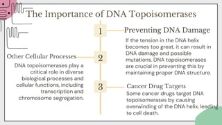 topoisomerasenew1.pptx