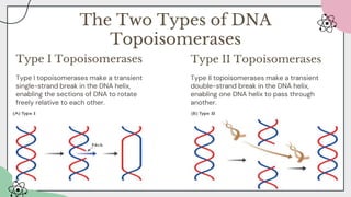 topoisomerasenew1.pptx